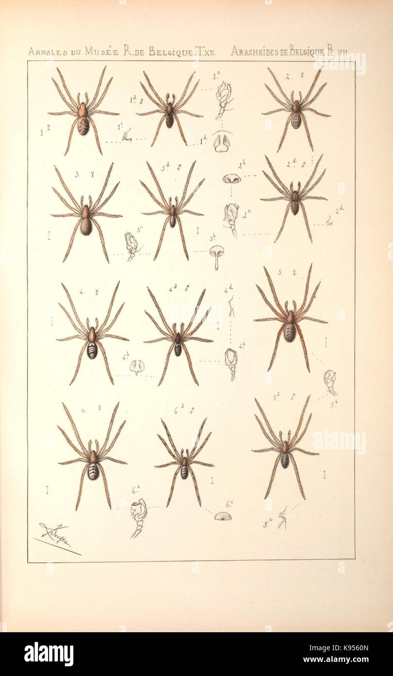 Les arachnides de belgique hi-res stock photography and images - Alamy