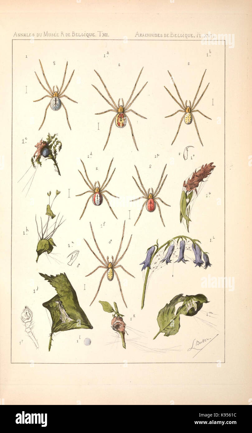 Les arachnides de Belgique (7830542092 Stock Photo - Alamy