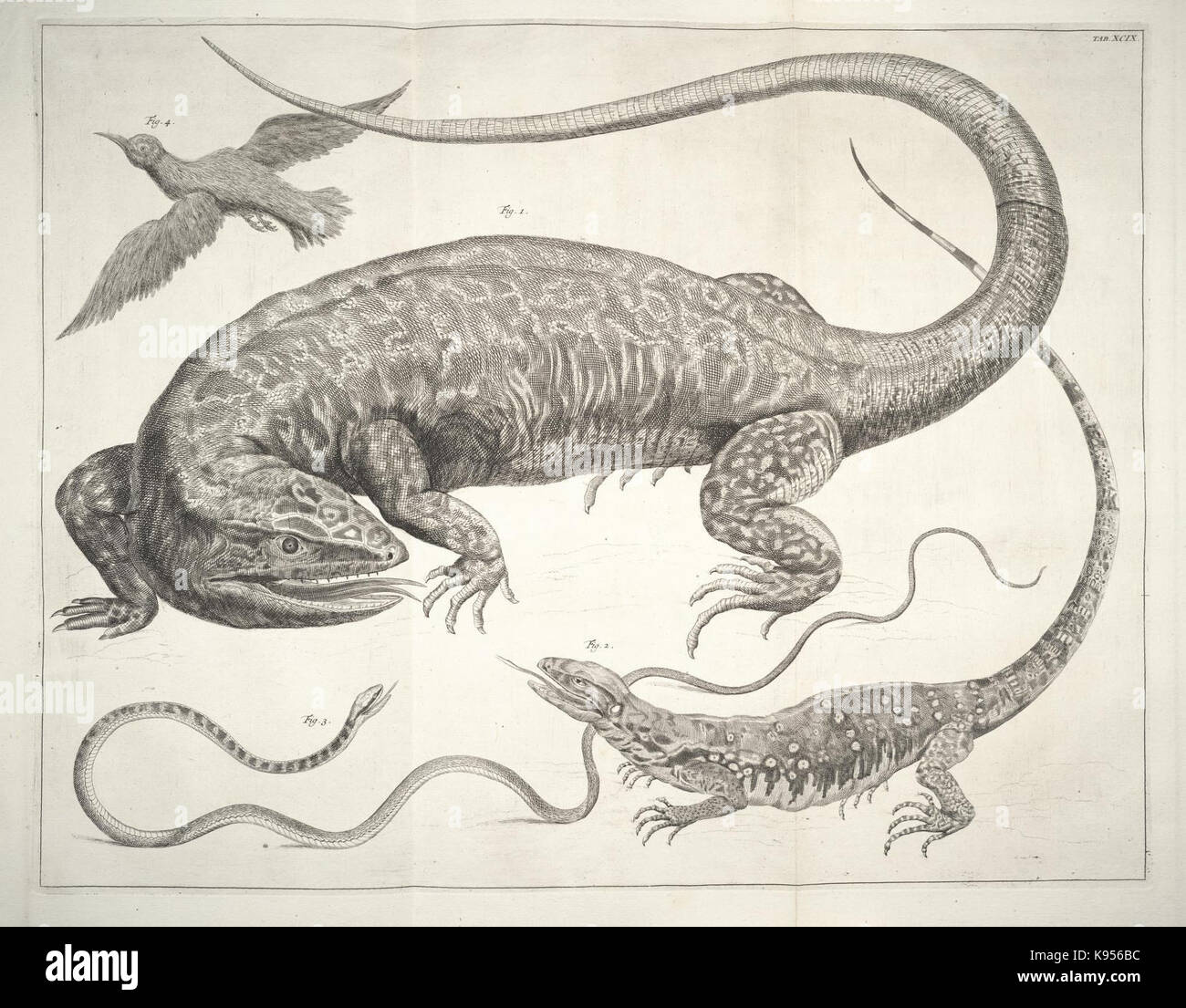 Locupletissimi rerum naturalium thesauri accurata descriptio, et ...