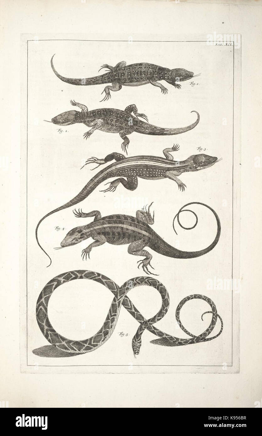 Locupletissimi rerum naturalium thesauri accurata descriptio, et ...