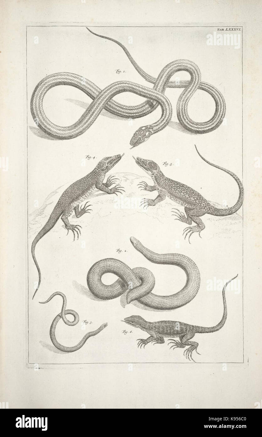 Locupletissimi rerum naturalium thesauri accurata descriptio, et ...