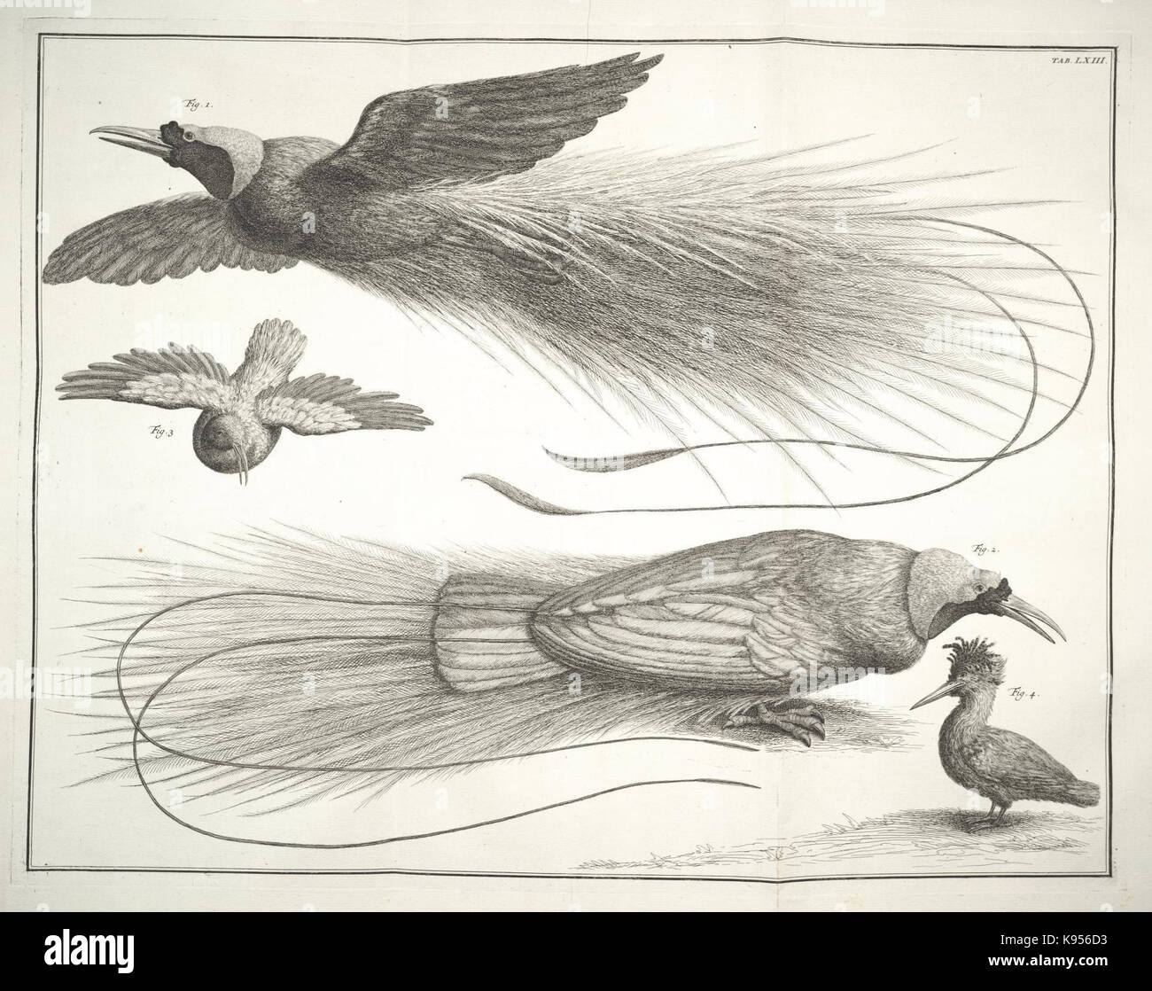 Locupletissimi rerum naturalium thesauri accurata descriptio, et ...