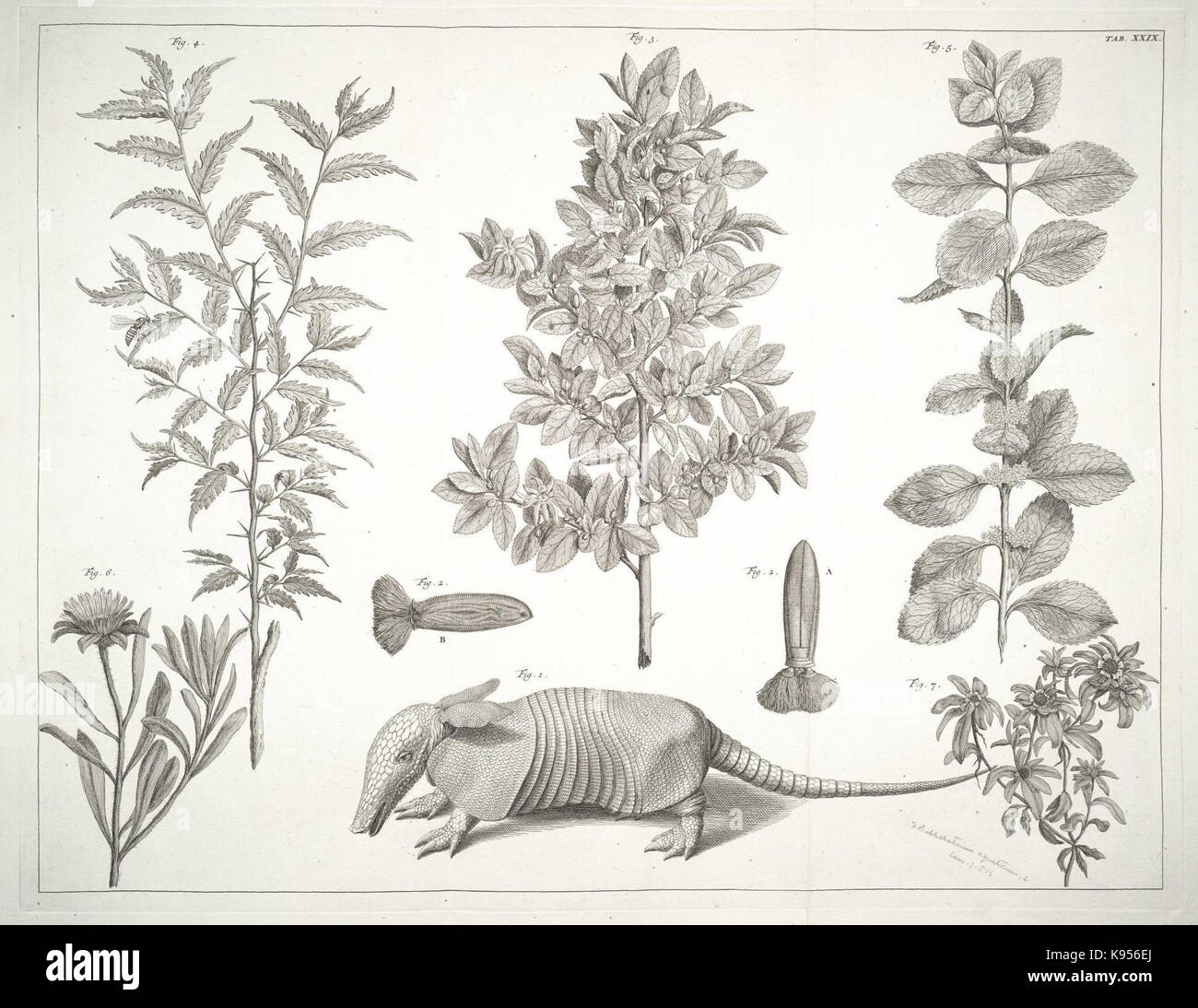 Locupletissimi rerum naturalium thesauri accurata descriptio, et ...