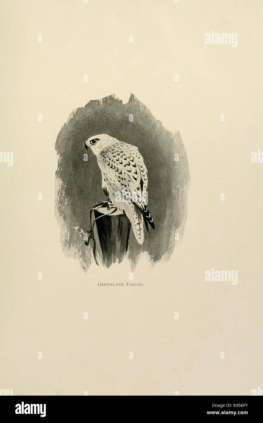 Lord Lilford on birds (Plate 12) (8076817760 Stock Photo - Alamy