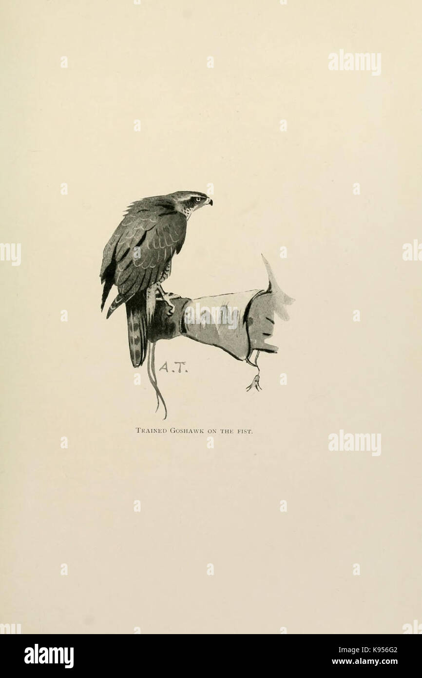 Lord Lilford on birds (Plate 6) (8076823293 Stock Photo - Alamy