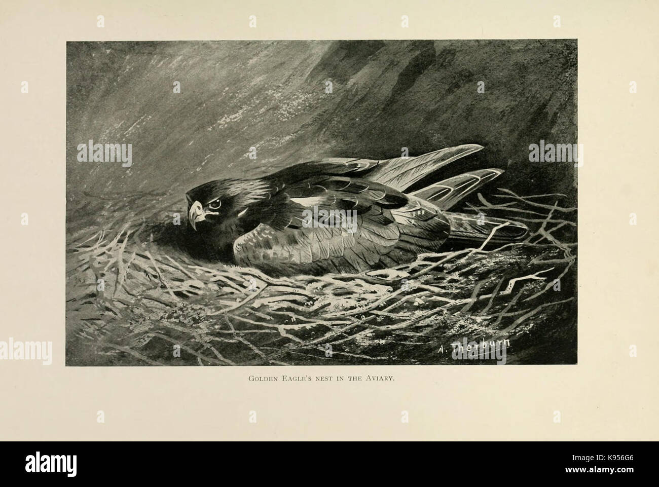 Lord Lilford on birds (Plate 5) (8076815180 Stock Photo - Alamy