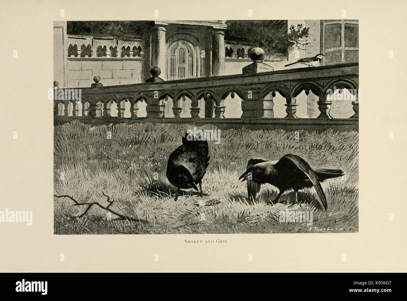Lord Lilford on birds (Plate 4) (8076814808 Stock Photo - Alamy