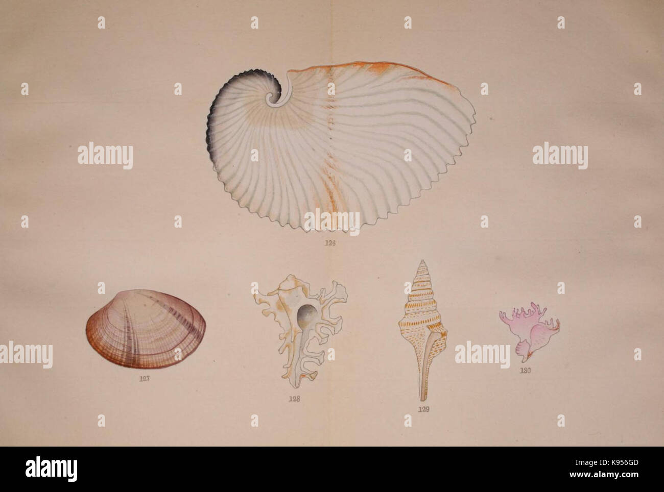 Kaisenshu hi-res stock photography and images - Alamy