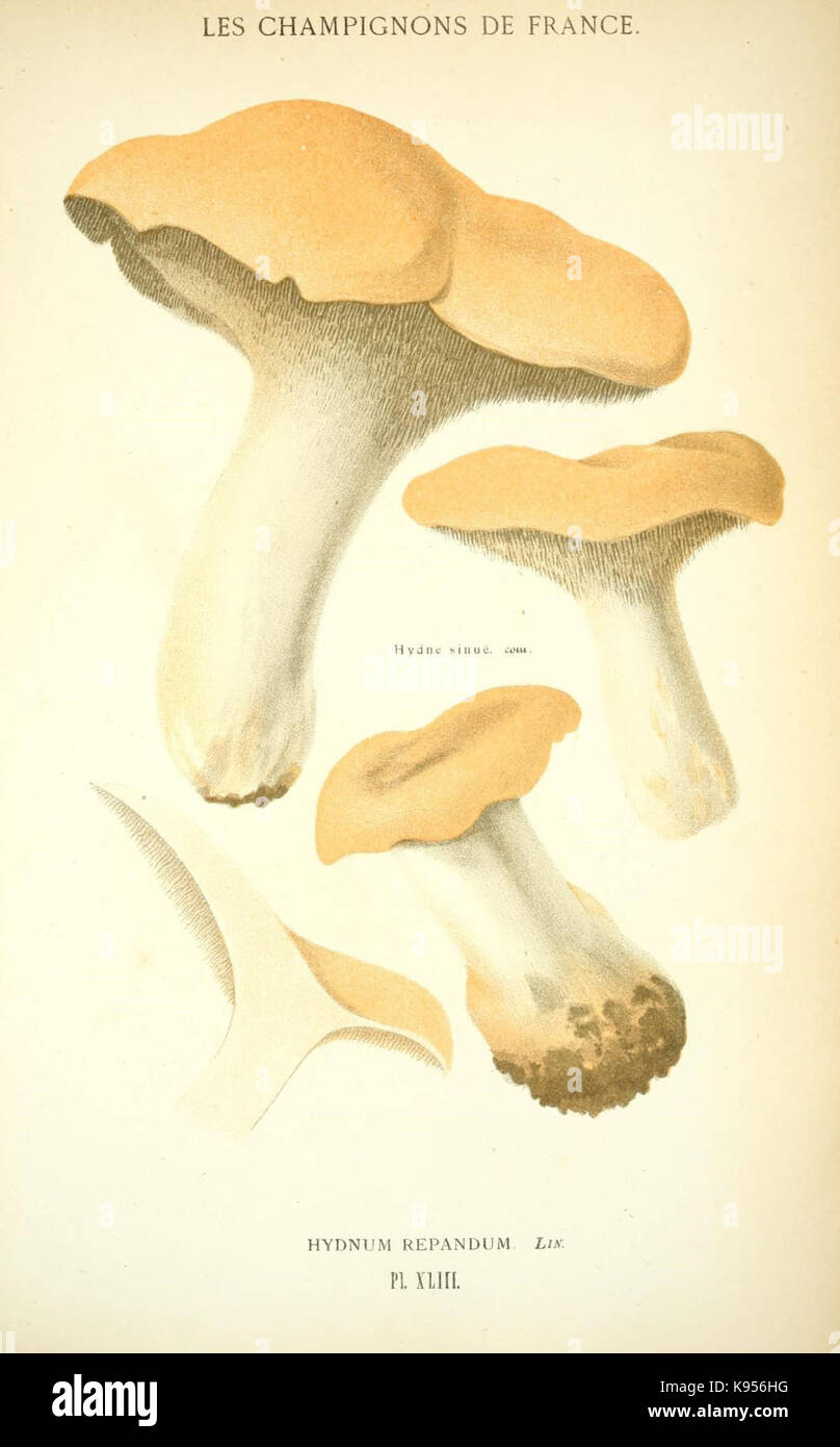 Champignons de collection hi-res stock photography and images - Alamy