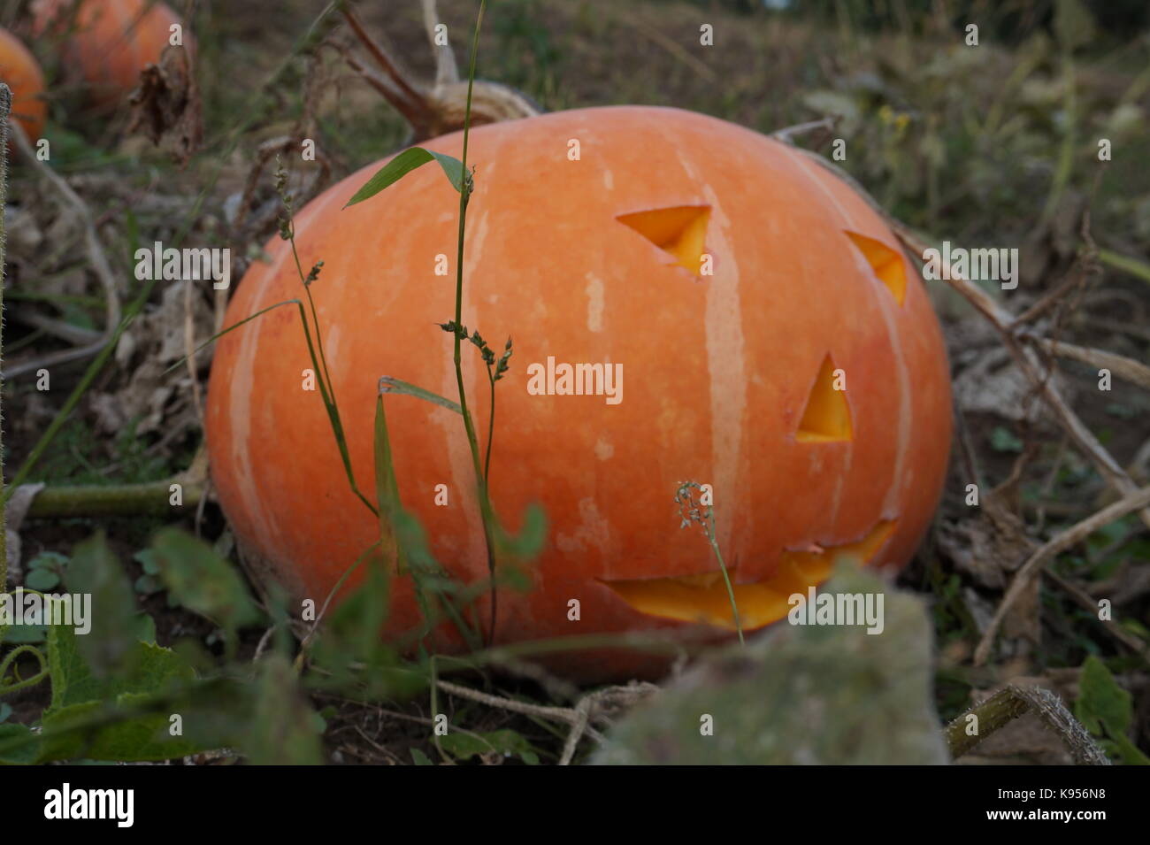 Pumpkin carving forest hi-res stock photography and images - Alamy
