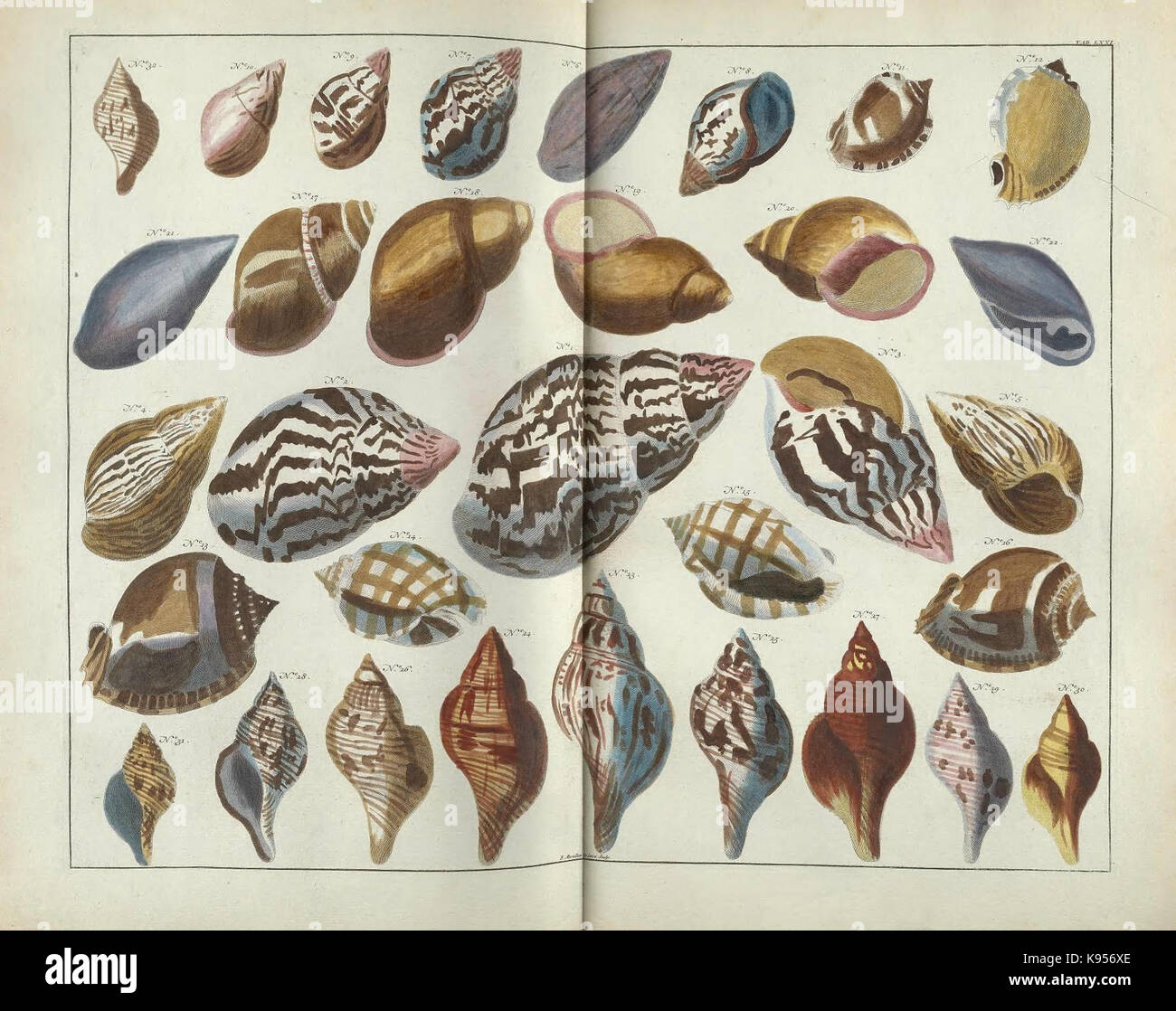 Locupletissimi rerum naturalium thesauri accurata descriptio, et ...