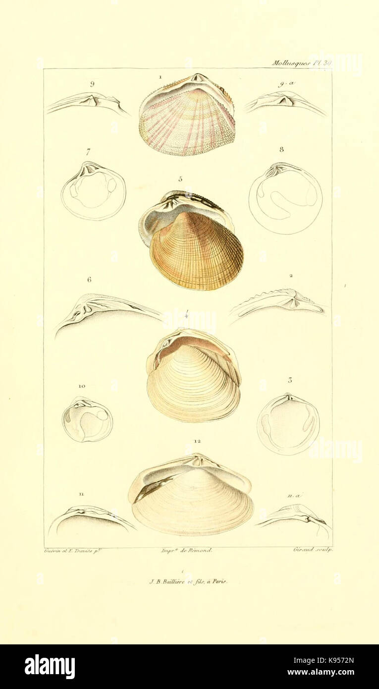 Les mollusques (Pl. 30) (7158670388 Stock Photo - Alamy
