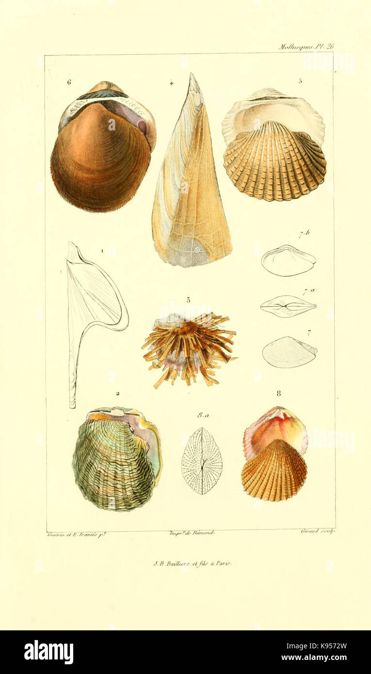 Les mollusques (Pl. 26) (7158663150 Stock Photo - Alamy