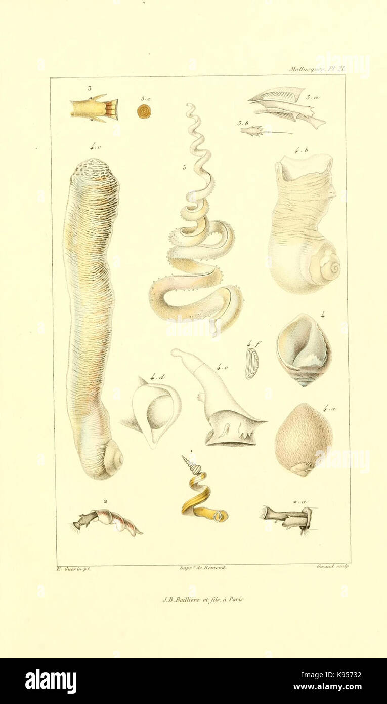 Les mollusques (Pl. 21) (7158653970 Stock Photo - Alamy