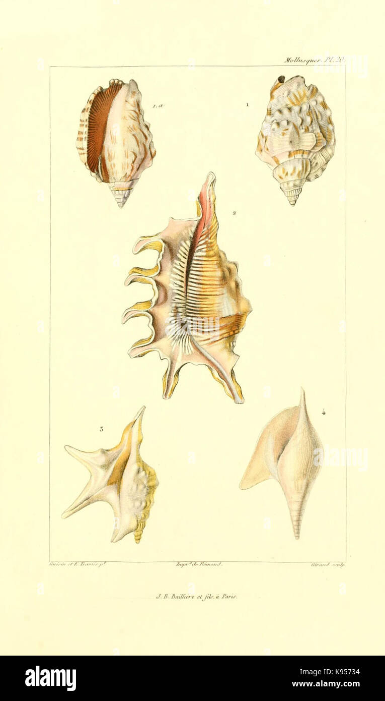 Les mollusques (Pl. 20) (7158651958 Stock Photo - Alamy