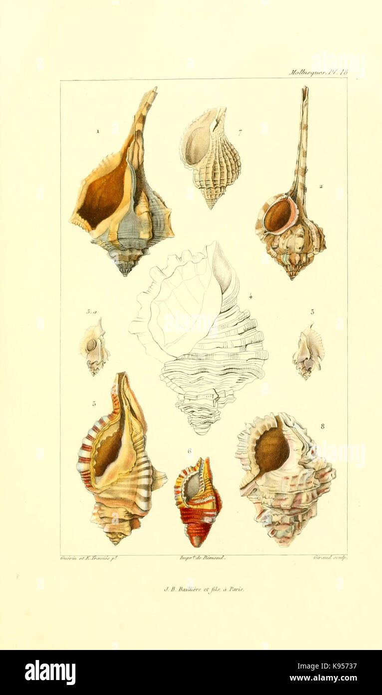 Les mollusques (Pl. 18) (7158648598 Stock Photo - Alamy