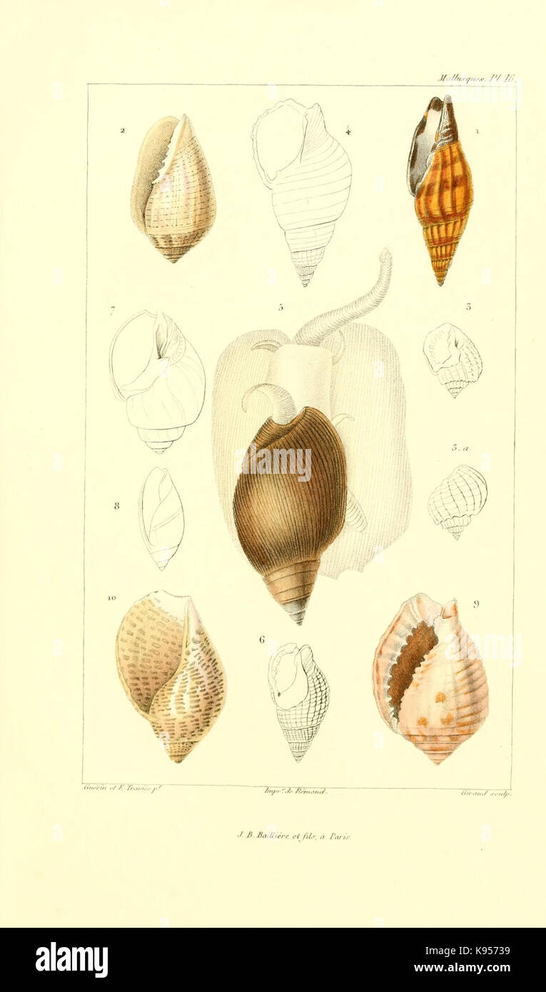 Les mollusques (Pl. 16) (7158646010 Stock Photo - Alamy