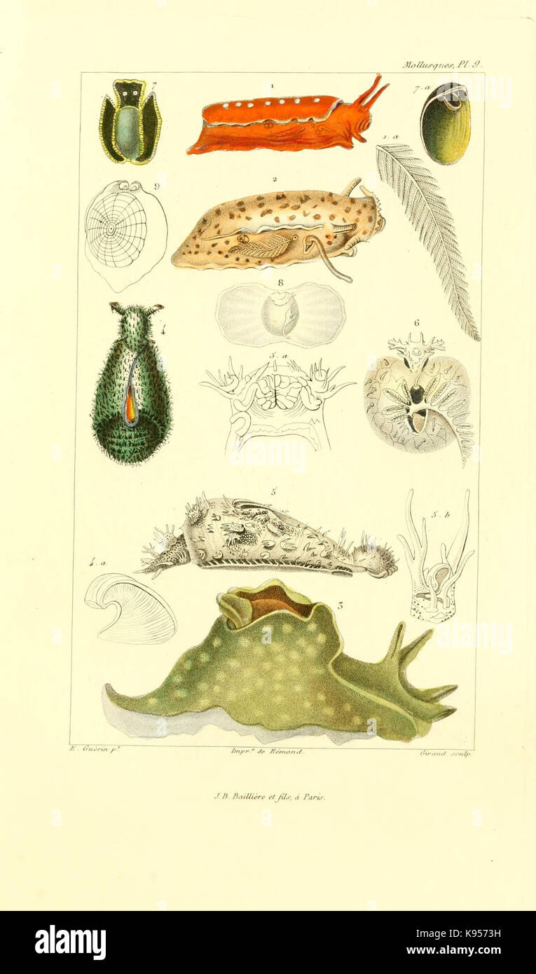Les mollusques hi-res stock photography and images - Alamy