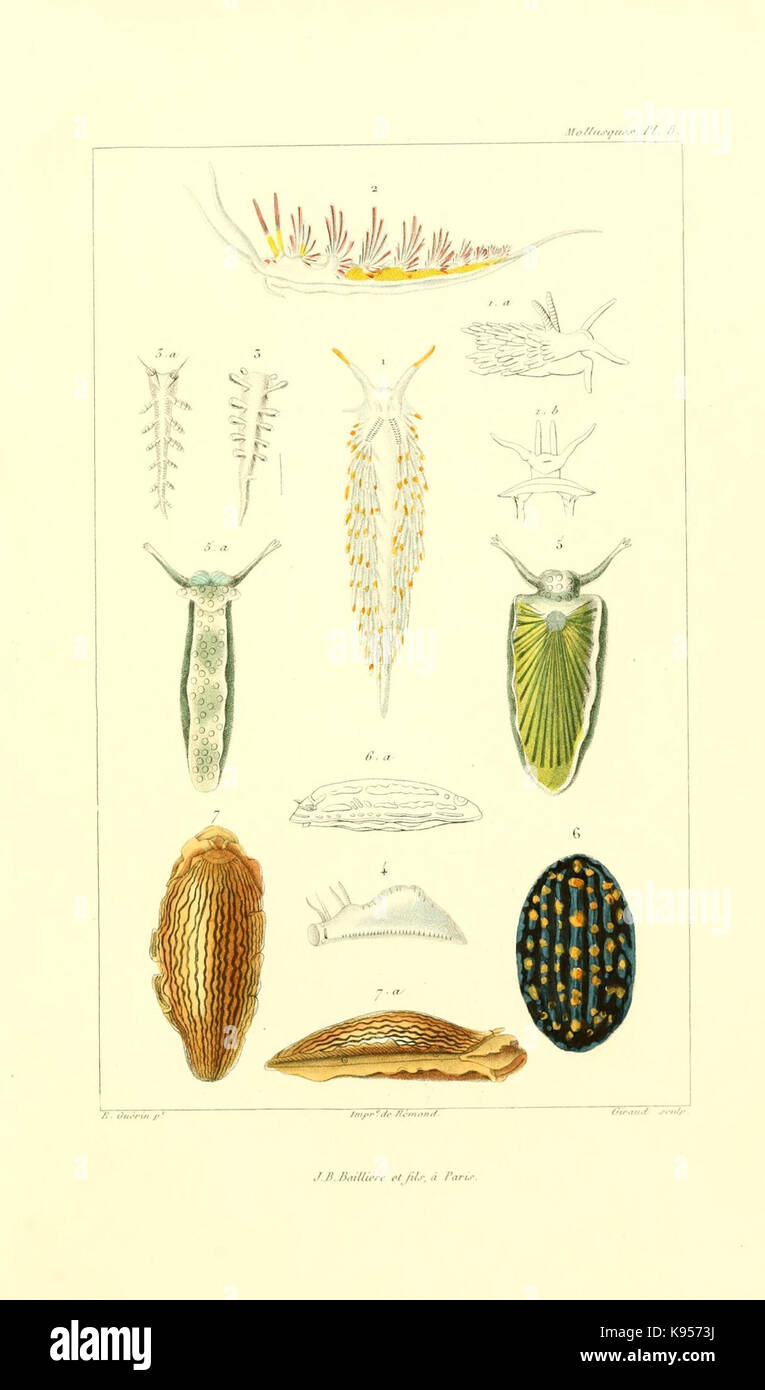 Les mollusques (Pl. 8) (7158628028 Stock Photo - Alamy