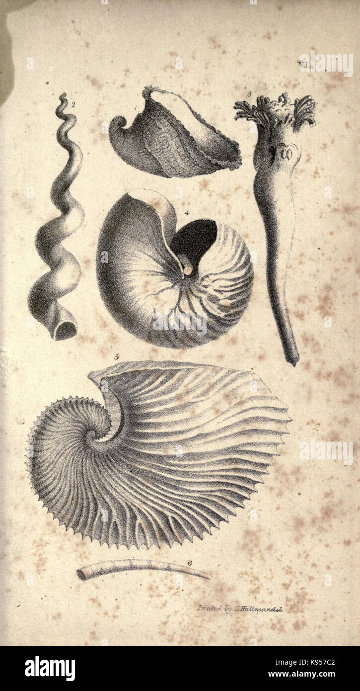 Lessons on shells (Plate VI) (8957733827 Stock Photo - Alamy