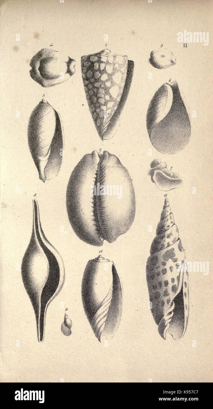 Lessons on shells (Plate II) (8957723613 Stock Photo - Alamy