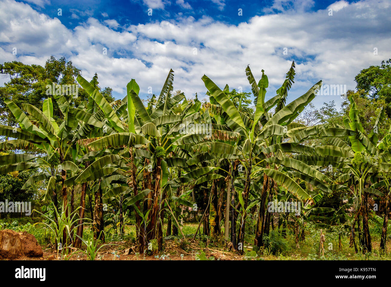 Ugali kenya hi-res stock photography and images - Alamy
