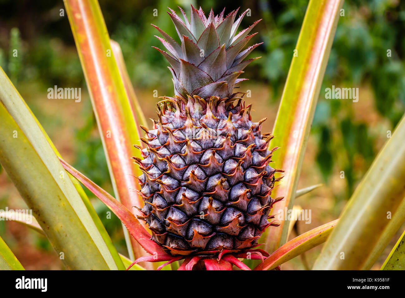 A beautiful pineapple in Uganda Stock Photo - Alamy