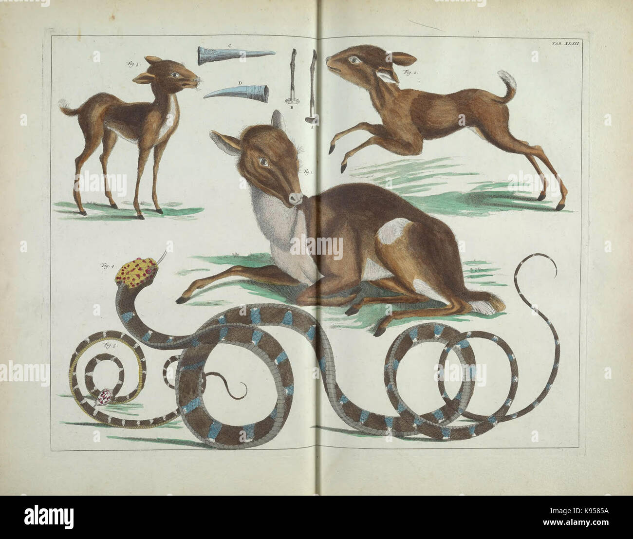 Locupletissimi rerum naturalium thesauri accurata descriptio, et ...