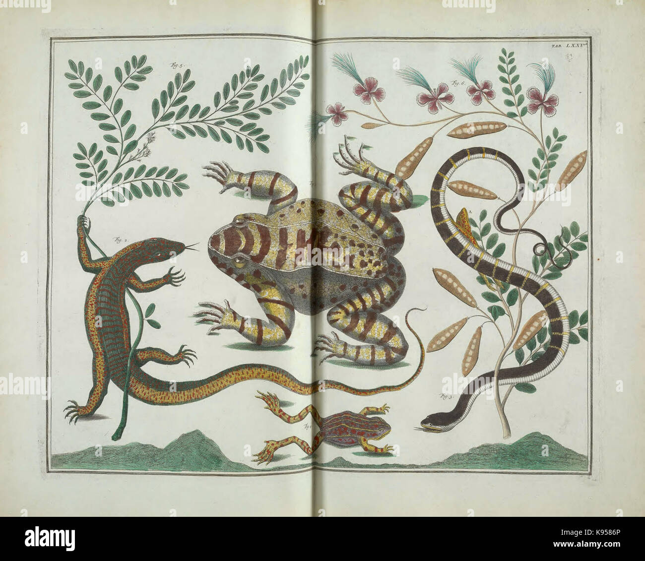 Locupletissimi rerum naturalium thesauri accurata descriptio, et ...