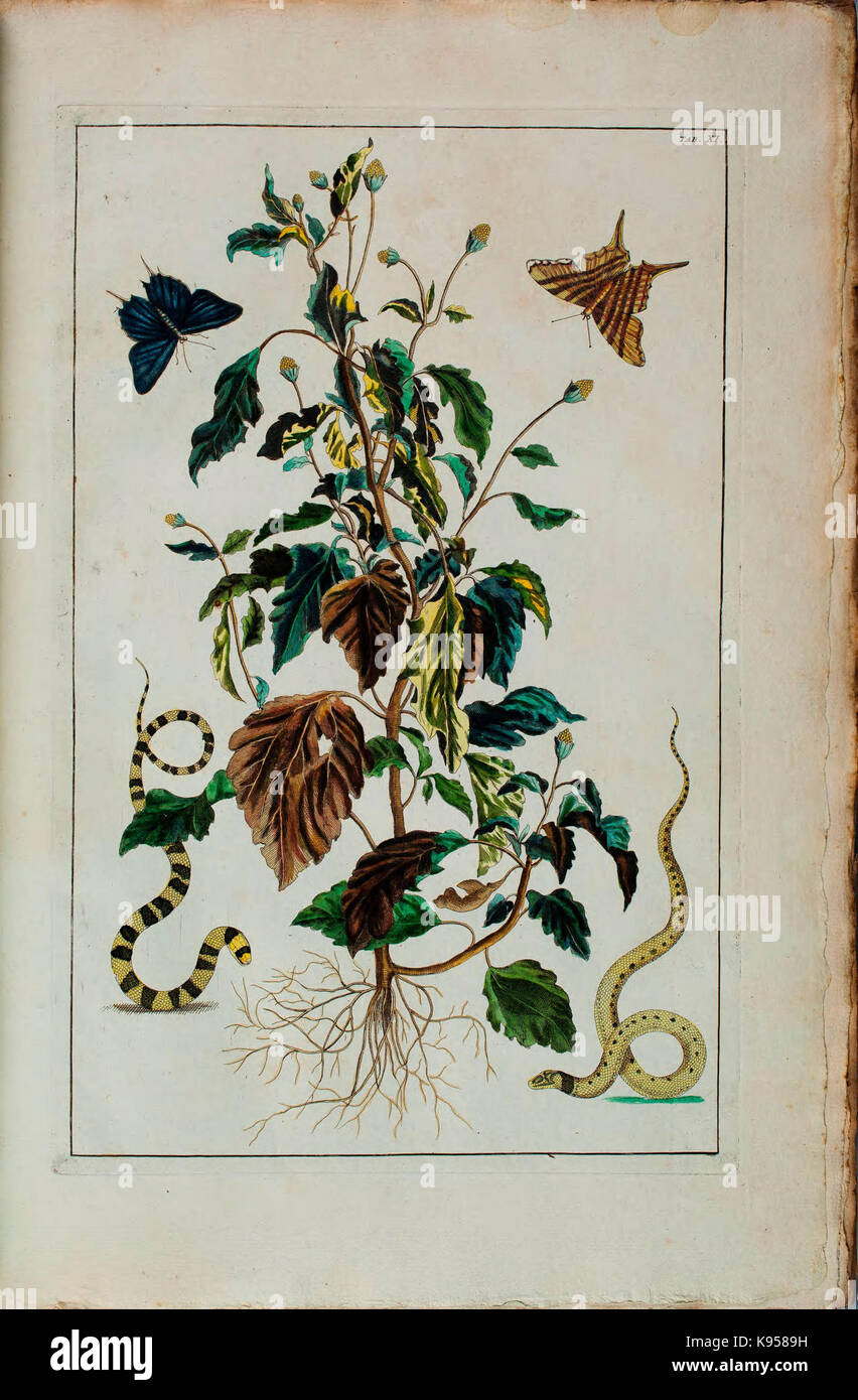 Locupletissimi rerum naturalium thesauri accurata descriptio, et ...