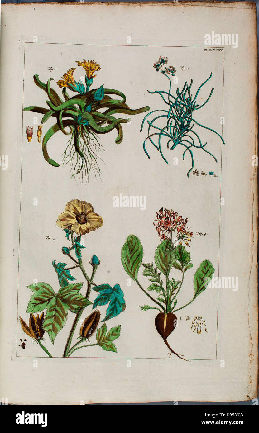 Locupletissimi rerum naturalium thesauri accurata descriptio, et ...