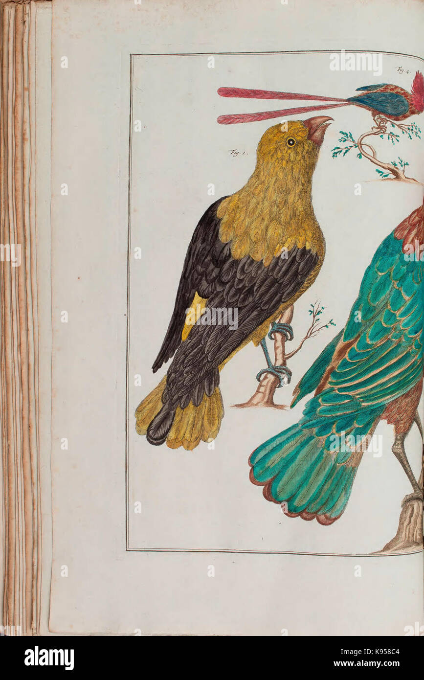 Locupletissimi rerum naturalium thesauri accurata descriptio, et ...