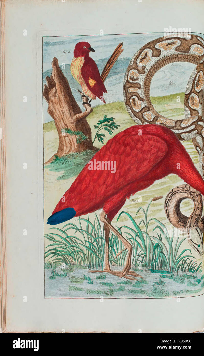 Locupletissimi rerum naturalium thesauri accurata descriptio, et ...