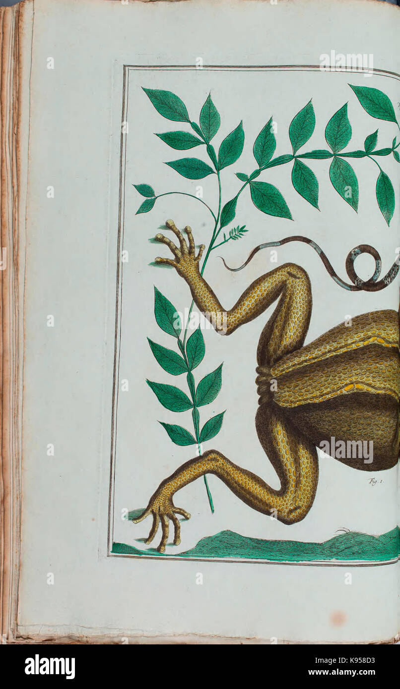 Locupletissimi rerum naturalium thesauri accurata descriptio, et ...