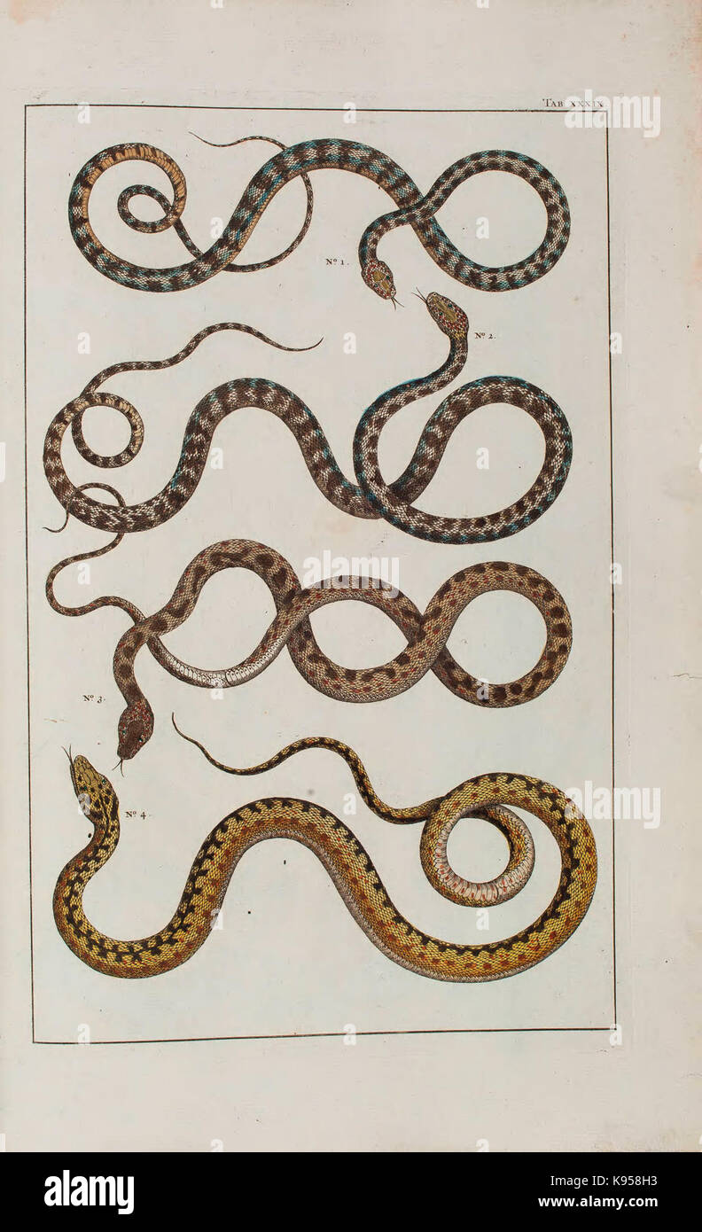 Locupletissimi rerum naturalium thesauri accurata descriptio, et ...