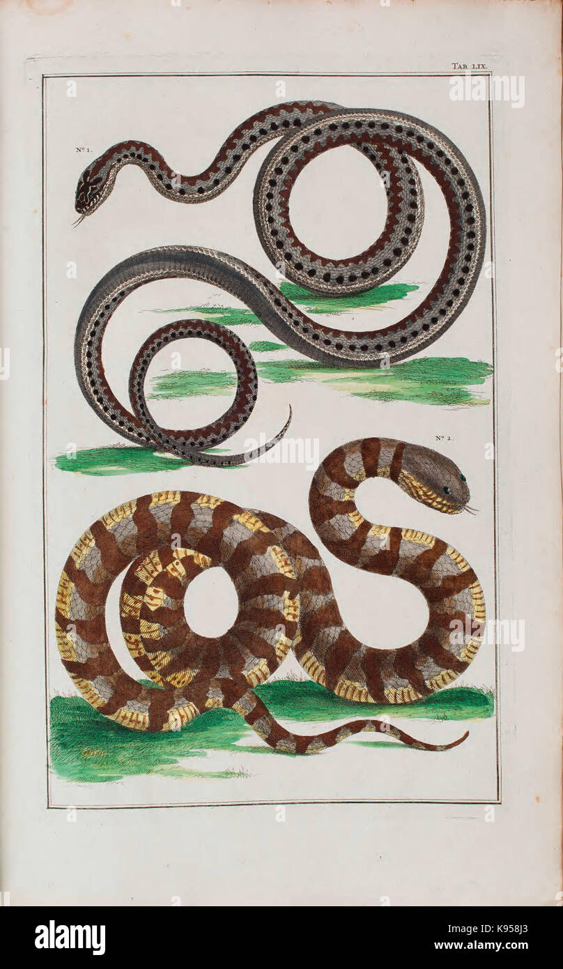 Locupletissimi rerum naturalium thesauri accurata descriptio, et ...