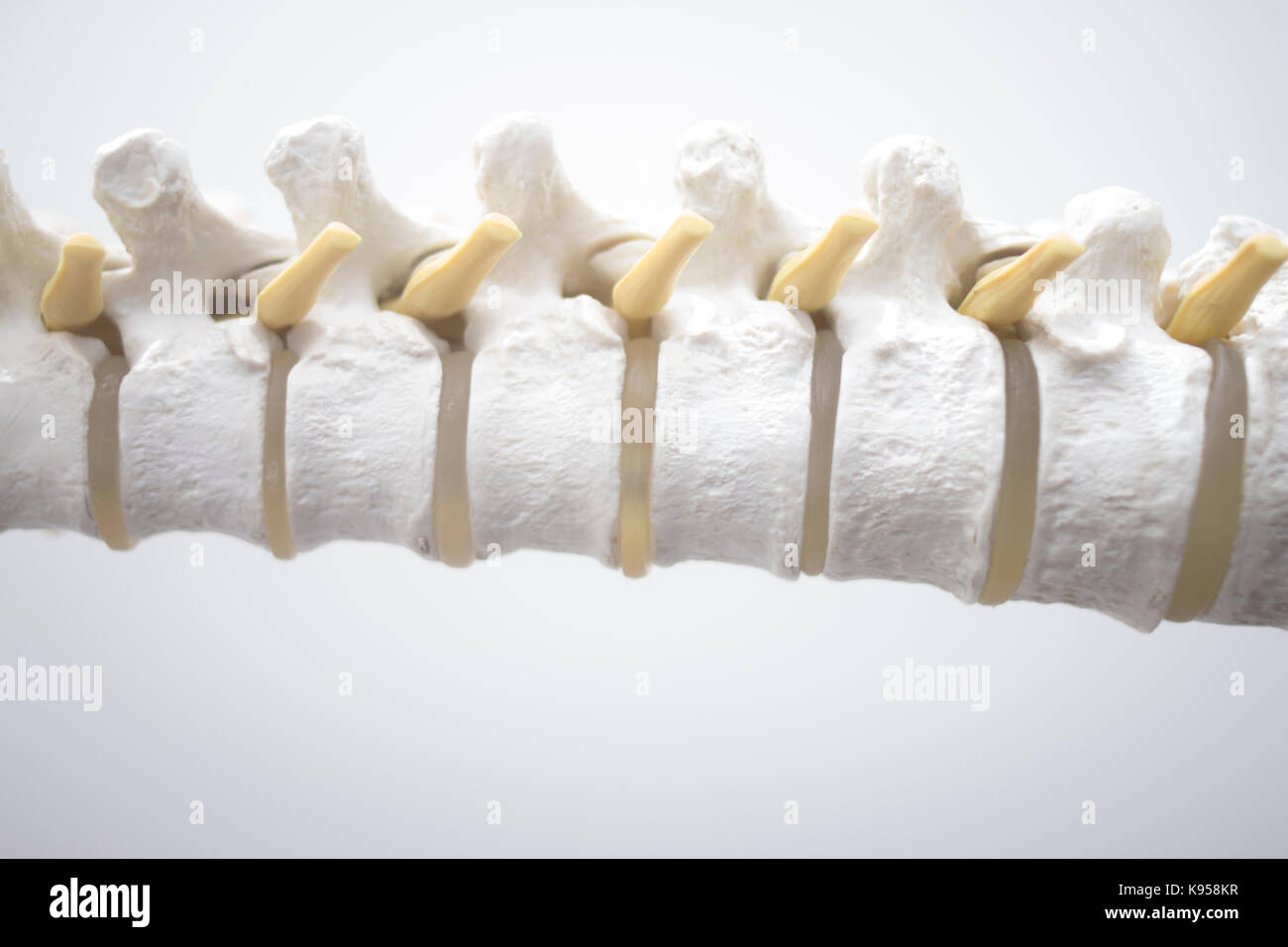 Human spine vertebra spinal column medical teaching model showing bones ...