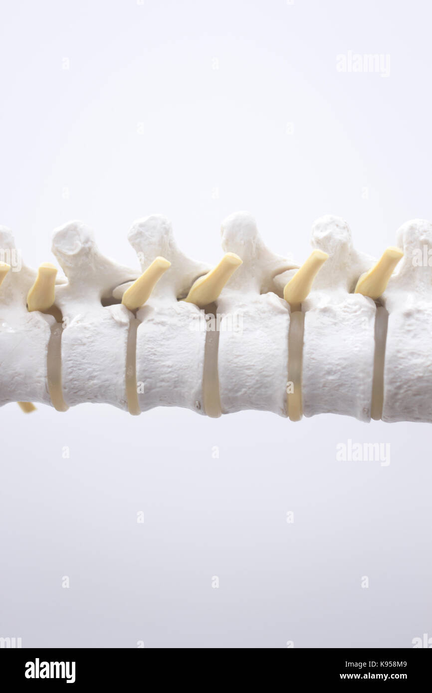 Human spine vertebra spinal column medical teaching model showing bones ...