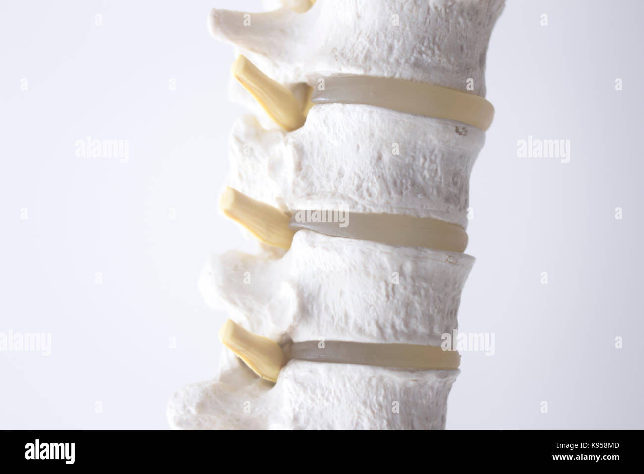 Human spine vertebra spinal column medical teaching model showing bones ...