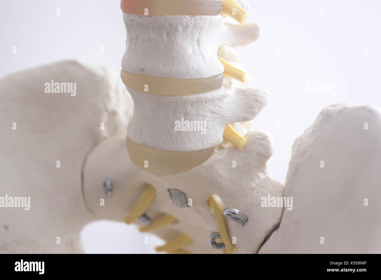 Human spine vertebra spinal column medical teaching model showing bones ...