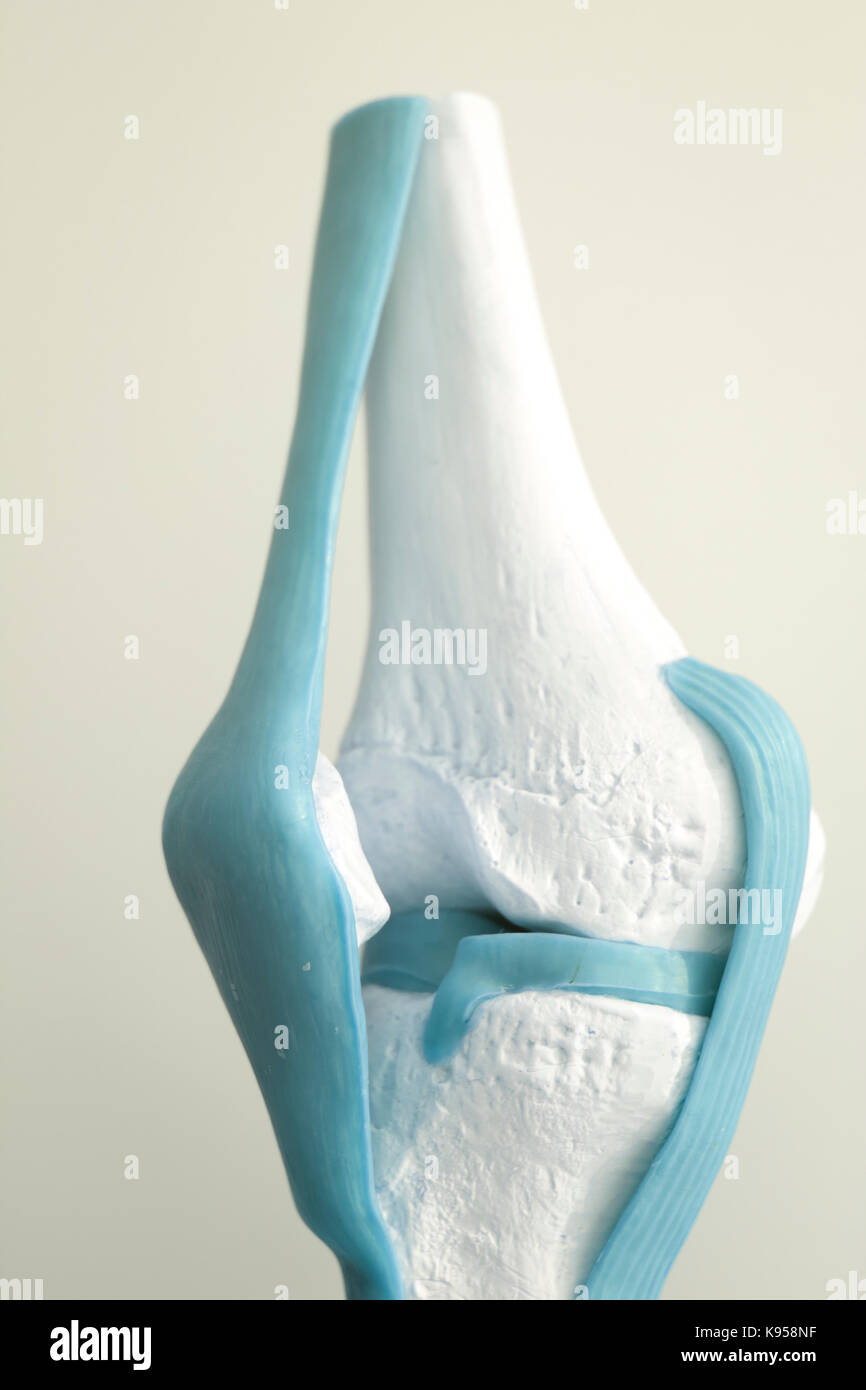 Human knee joint meniscus medical teaching model showing bones and ...