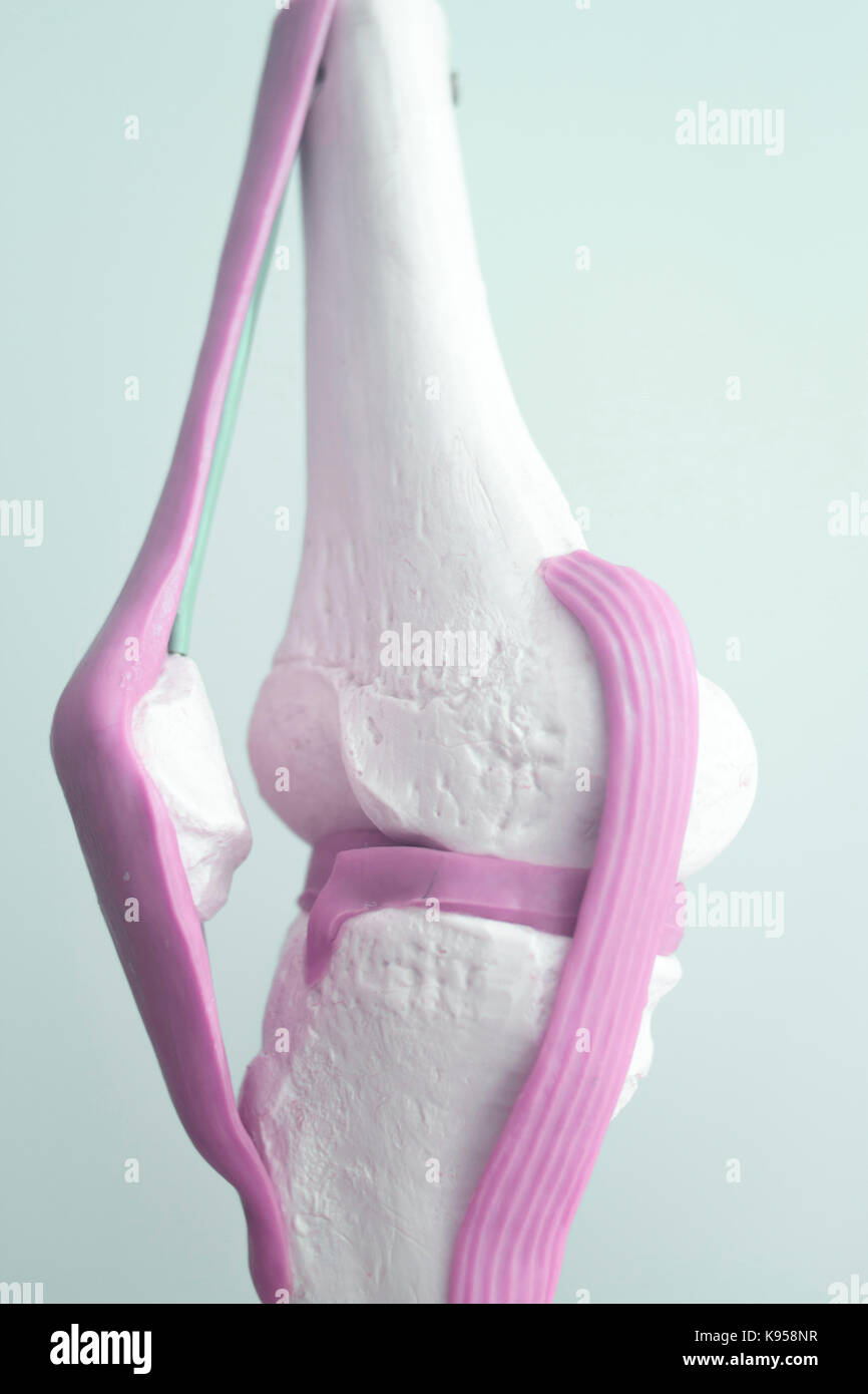 Human knee joint meniscus medical teaching model showing bones and ...