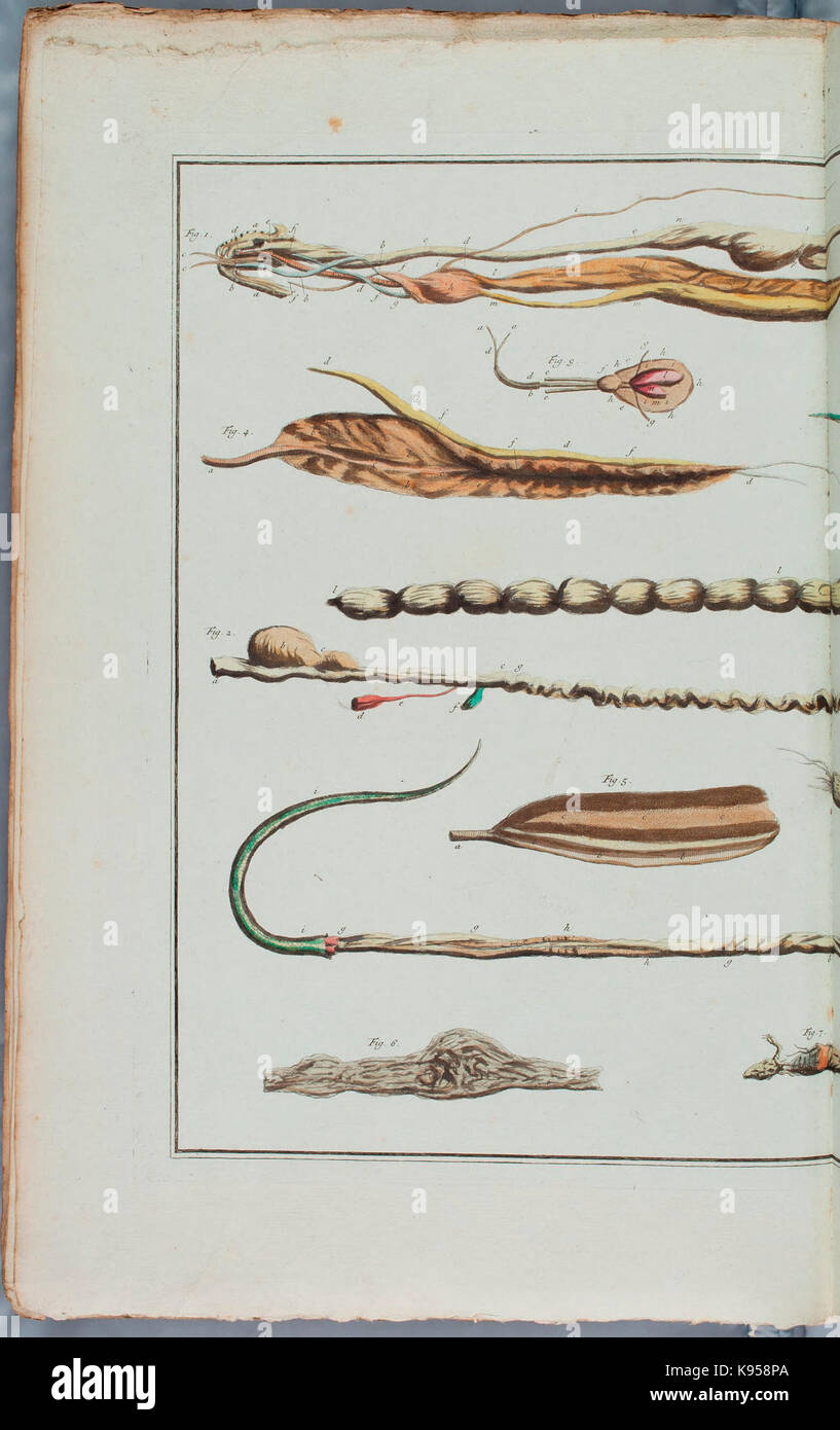 Locupletissimi rerum naturalium thesauri accurata descriptio, et ...