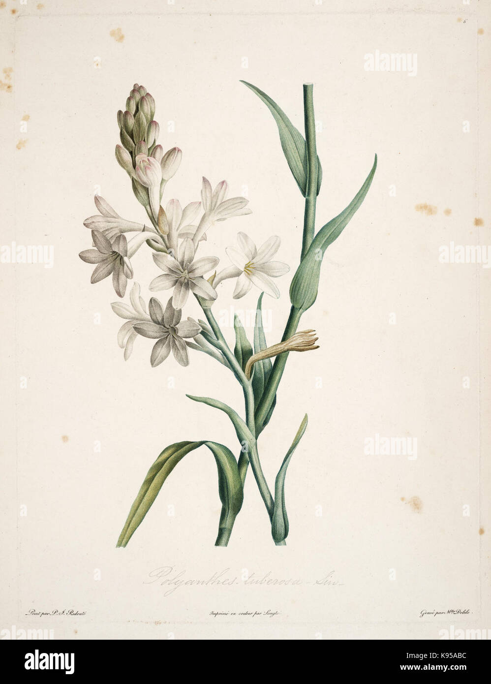 La botanique de J.J. Rousseau (Plate 6) BHL6164702 Stock Photo - Alamy