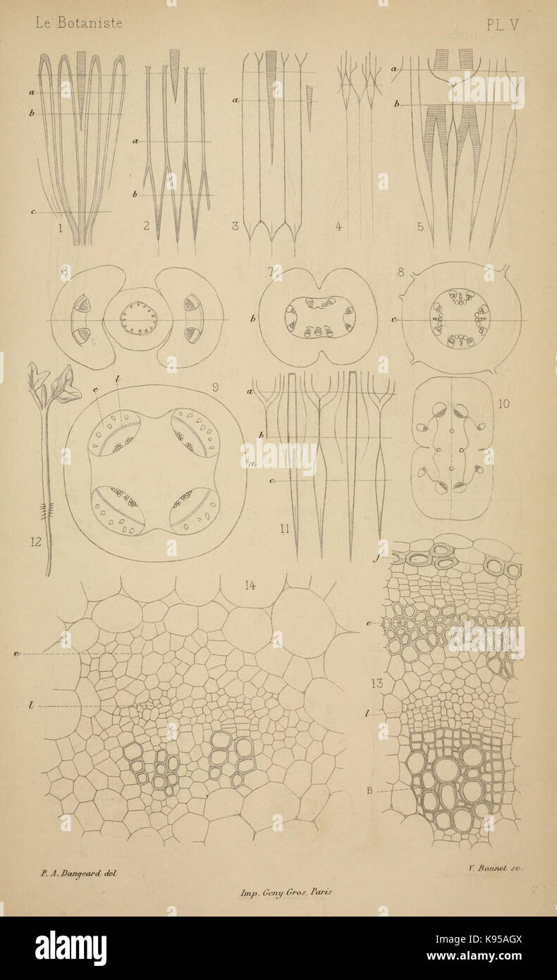 Le Botaniste BHL3918331 Stock Photo - Alamy