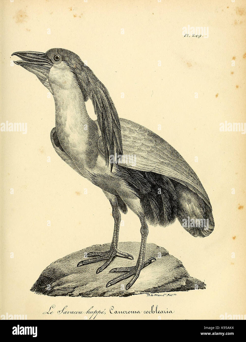 La galerie des oiseaux (Pl. 249) BHL33061498 Stock Photo - Alamy