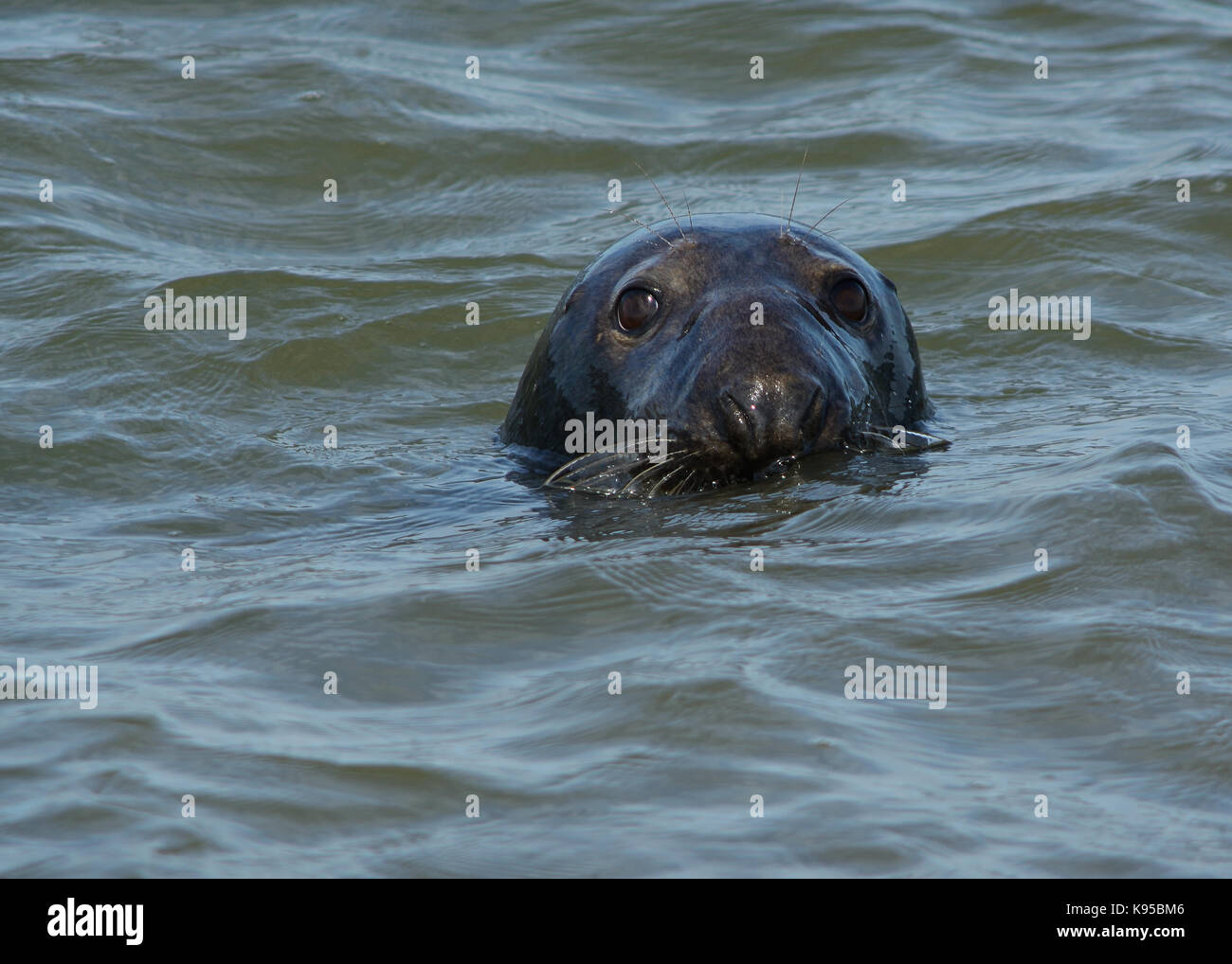 Portrait image of a Grey seal looking up out of the Irish sea off the ...
