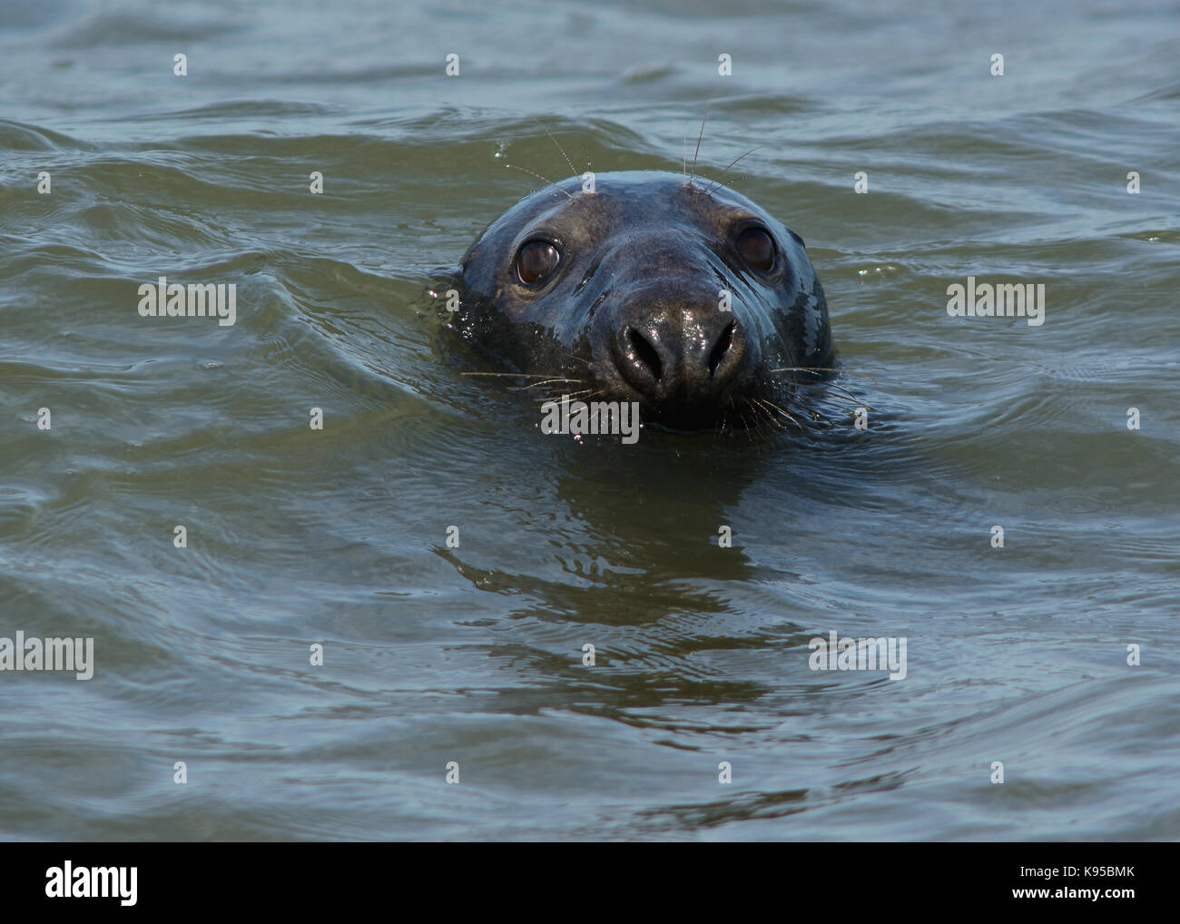 Portrait image of a Grey seal looking up out of the Irish sea off the ...