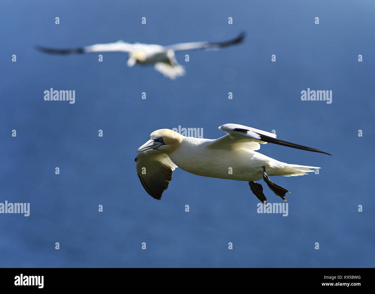Wild Northern gannet seabird, imaged in flight showing close feather ...