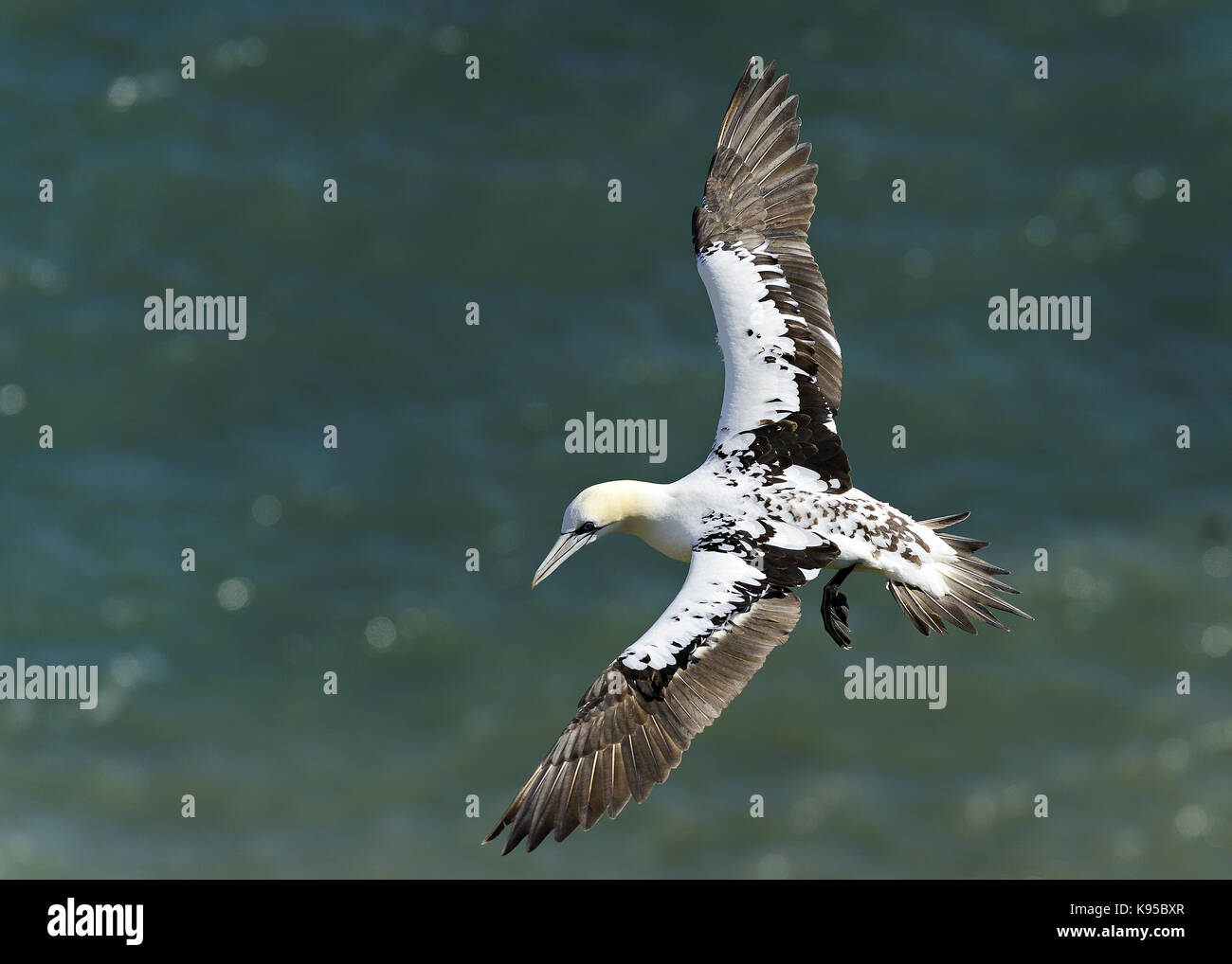 Wild Northern gannet seabird, imaged in flight showing close feather ...